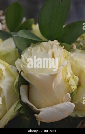 Beautiful white rose basking in the bright summer sun Stock Photo - Alamy
