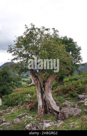 Rowan berries SORBUS AUCUPARIA L growing on a tree branches with green ...