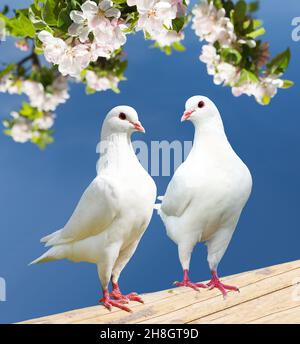 Two white pigeon on flowering background - imperial pigeon - ducula ...