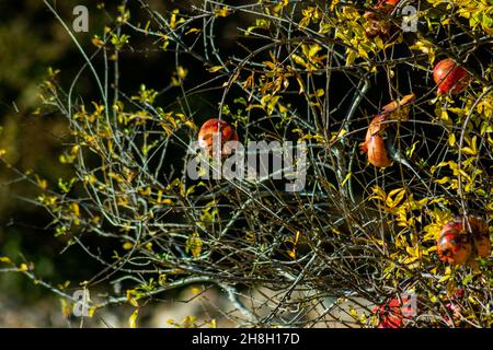 A walk through the rural landscapes between Brafim and Montferri ...