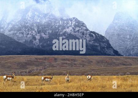 Pronghorn in a Golden Meadow in Autumn Stock Photo - Alamy