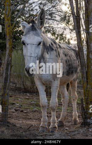 donkeys of the serrania of ronda Stock Photo - Alamy