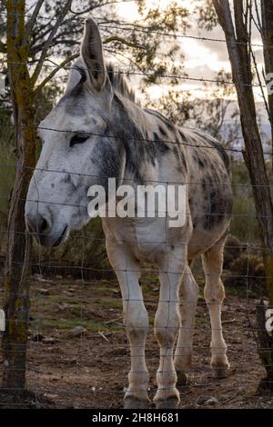 donkeys of the serrania of ronda Stock Photo - Alamy