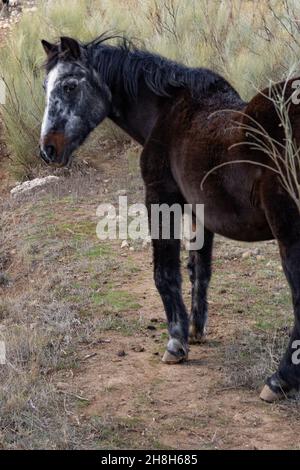 donkeys of the serrania of ronda Stock Photo - Alamy