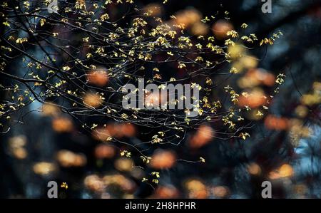 New beech leaves sprouting in early spring Stock Photo - Alamy