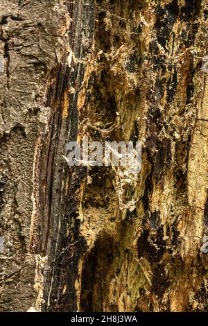 Chaotic natural patterns and textures formed as trees age and ...
