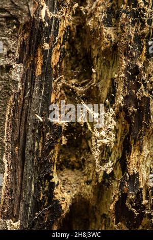 Chaotic natural patterns and textures formed as trees age and ...