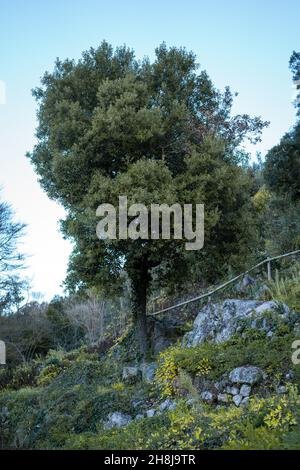 Tree from Catalonia forest Stock Photo - Alamy