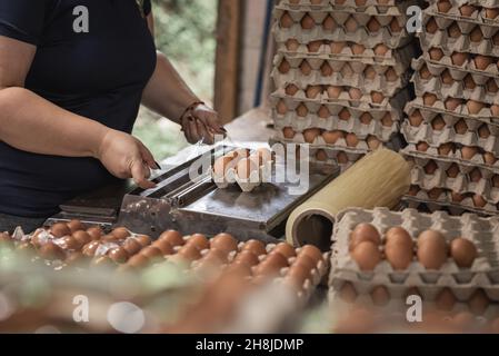 Female organizing some farm eggs to send to the shops to sell Stock ...