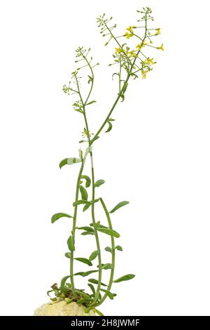 Flowering cabbage, yellow flowers of cabbage, isolated on black ...