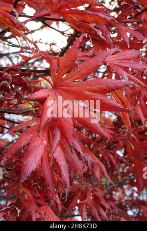 Acer Palmatum Red Emperor Stock Photo - Alamy