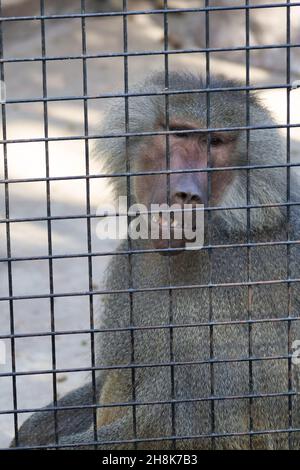 Closeup shot of a cute monkey resting on the tree Stock Photo - Alamy