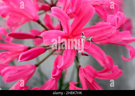 Amarine anastasia. Amarine belladiva Anastasia flowers at RHS Wisley ...