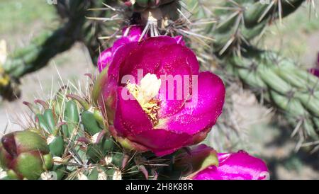 Cactus blooms beautiful purple, violet color in the New Mexican desert ...