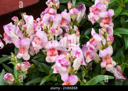 Close up of multi coloured Antirrhinum Circus Clowns with pink and ...