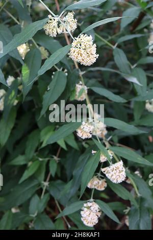 Tiny yellow flowers in spherical shape Stock Photo - Alamy