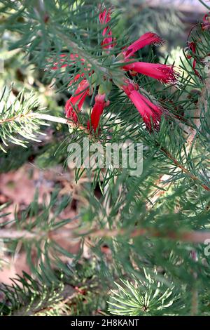 Calothamnus validus, Barrens Clawflower in Kalbarri NP, WA, Australia ...