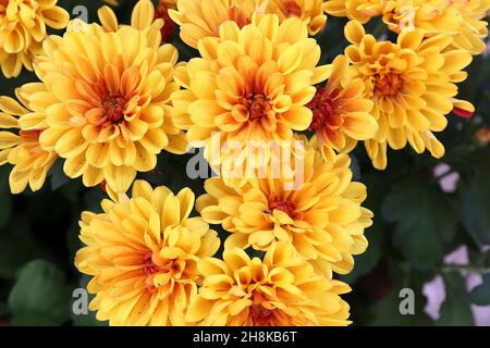 Chrysanthemum x morifolium ‘Mika Orange’ hardy garden mum Mika Orange ...