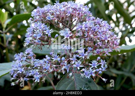 Dichroa versicolor evergreen hydrangea - broad corymbs of violet blue ...