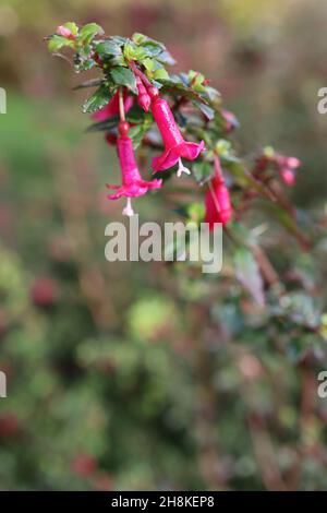 Fuchsia microphylla small leaf fuchsia – deep pink tubular flowers and ...