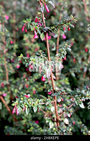 Fuchsia microphylla small leaf fuchsia – deep pink tubular flowers and ...