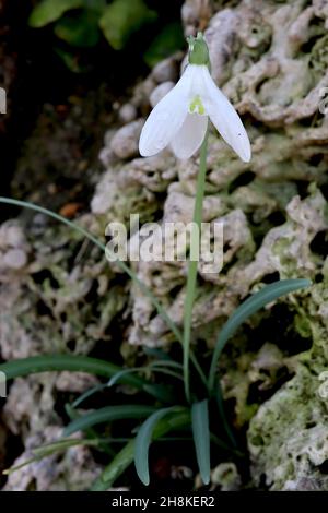 Galanthus peshmenii,autumn flowering snowdrop,snowdrop,flower,early ...