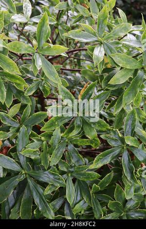 Japanese Star Anise Stock Photo - Alamy