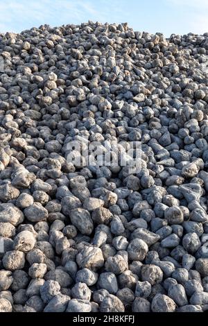 Sugar beet harvest, Autumn, Saginaw County, MI, USA, by James D ...