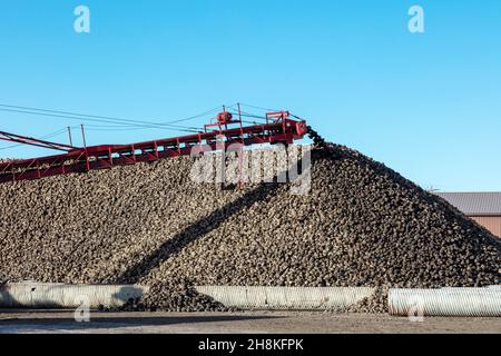 Sugar beet harvest, Autumn, Saginaw County, MI, USA, by James D ...