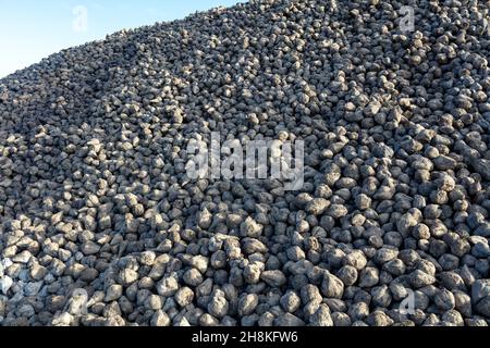 Sugar beet harvest, Autumn, Saginaw County, MI, USA, by James D ...