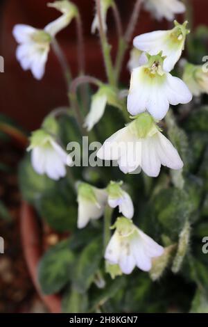 Petrocosmea cryptica ‘Whirlpool’ white fan-like flowers with notched ...