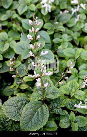 Plectranthus ciliates speckled spur flower – two-lipped white flowers ...