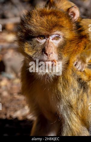 Azrou, Ifrane, USA. 8th Nov, 2021. Macaque apes family living in cedar ...