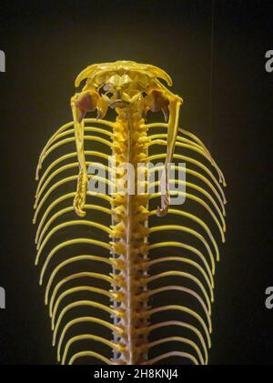 Close up shot of a snake bone in the Museum of Osteology at Oklahoma ...