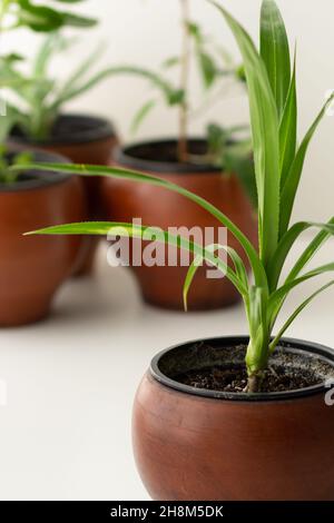 Pandanus plant in brown clay pot on white background with scattered ...