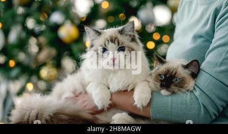 Girl with ragdoll cat in Christmas Stock Photo - Alamy