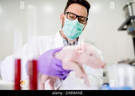 Pig examination at laboratory. Healthcare industry, veterinarian ...