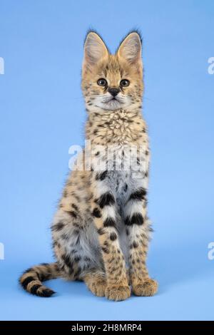 Serval (Leptailurus serval), juvenile, 9 weeks, captive, studio shot, Austria Stock Photo - Alamy