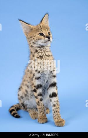 Serval (Leptailurus serval), juvenile, 9 weeks, captive, studio shot, Austria Stock Photo - Alamy