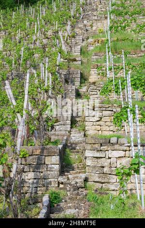Vineyard stairs, dry stone walls, sandstone walls in vineyard, Baden ...