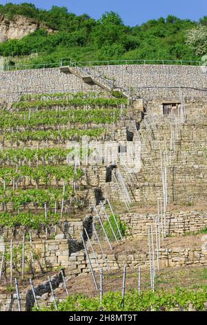 Vineyard stairs, dry stone walls, sandstone walls in vineyard, Baden ...