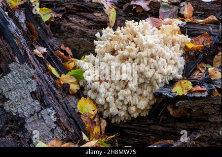 Bear's head (Hericium coralloides), Hesse Stock Photo - Alamy