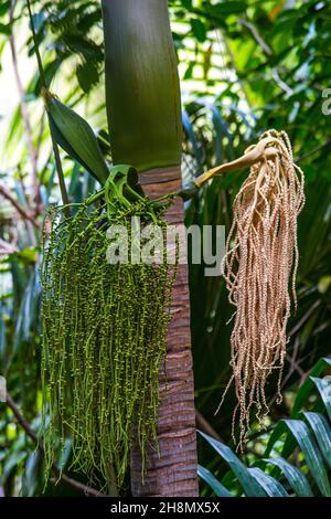 Fruits and flowers, Deckenia nobilis, Palmiste, Fond Ferdinand Nature ...