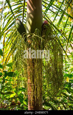 Fruits and flowers, Deckenia nobilis, Palmiste, Fond Ferdinand Nature ...