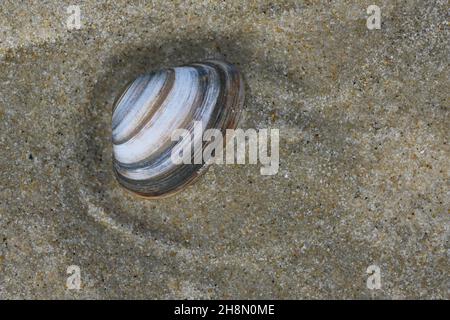 Baltic macoma (Limecola balthica) on the beach of the North Sea, island ...