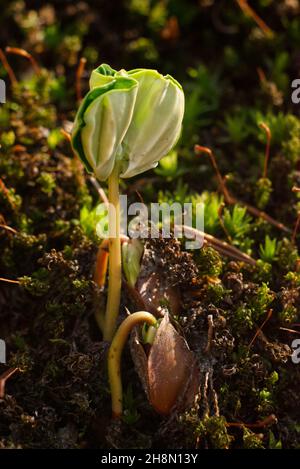 sprouting tree from grain in spring Stock Photo - Alamy