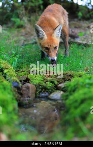 Red Fox in the nature reserve, near Carshalton Ponds, Hackbridge ...