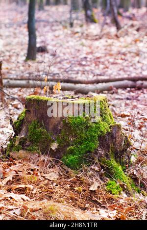 old tree trunk overgrown with moss Stock Photo - Alamy