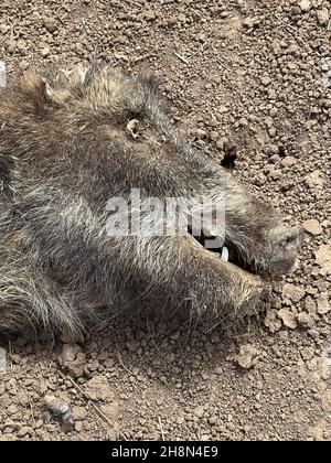 Dead Australian feral pig Stock Photo - Alamy