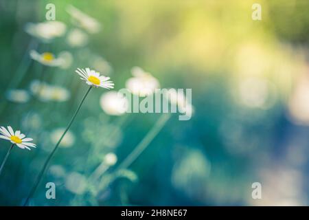 Chamomile flowers field. A beautiful natural scene with blooming ...